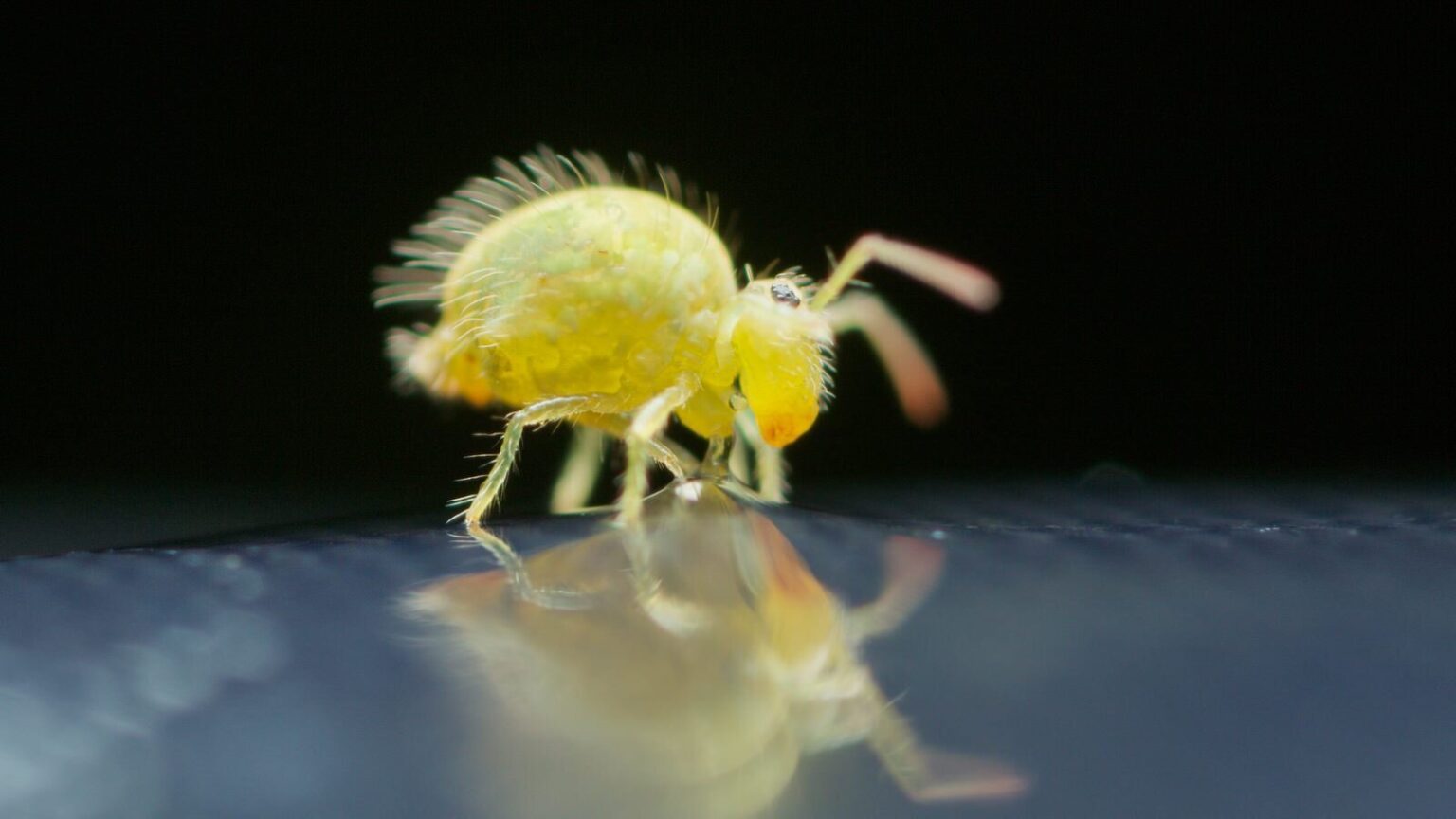 How Springtails Can Benefit Your Garden and Ecosystem - Reports Herald